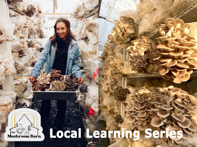 The Magic of Mushrooms - Mushroom Barn - Sustainable Energy Group