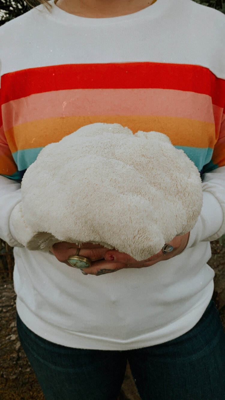 The Magic of Mushrooms - Mushroom Barn - Sustainable Energy Group