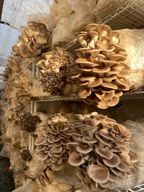 The Magic of Mushrooms - Mushroom Barn - Sustainable Energy Group