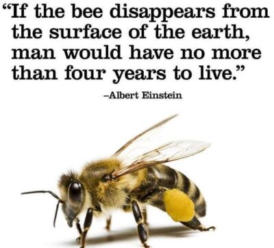 SAVE THE BEES- No Bees, No Food! - Sustainable Energy Group