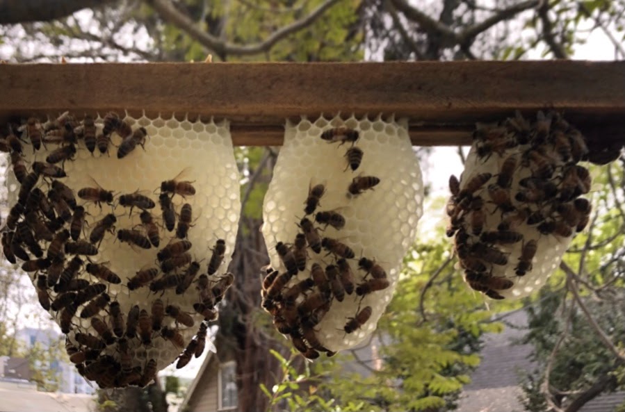 SAVE THE BEES- No Bees, No Food! - Sustainable Energy Group