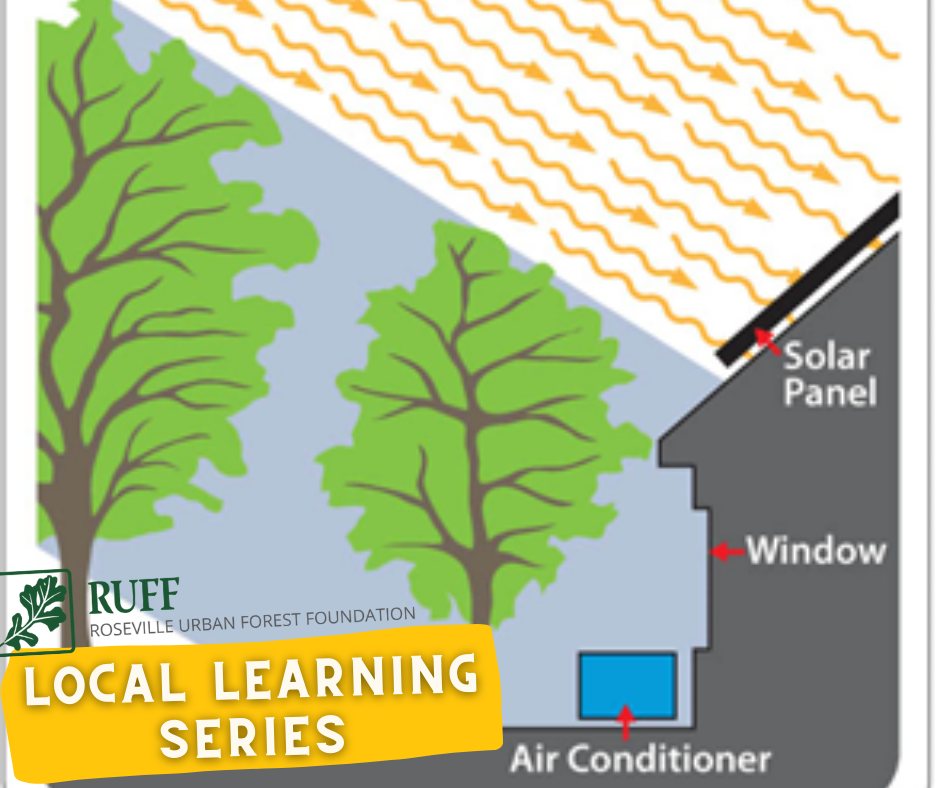 Using Trees to Shade Your House, Not Your Solar Panels - Sustainable ...