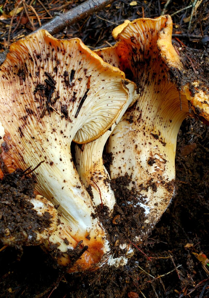 More Sierra Nevada Fungi Finds - Part 2 - Sustainable Energy Group