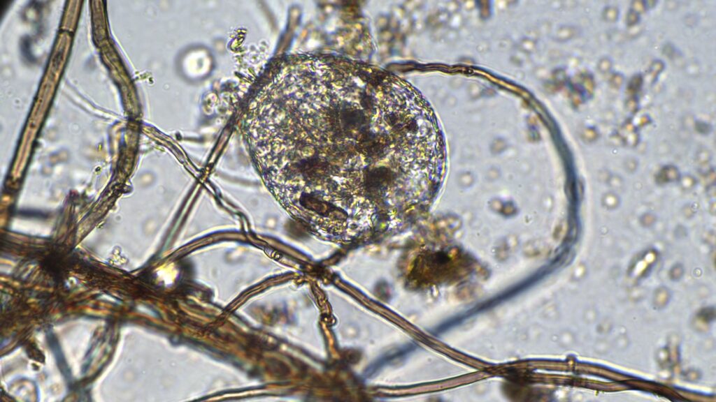 The Microscopic Miracle of Fungi in Our Soils - Sustainable Energy Group