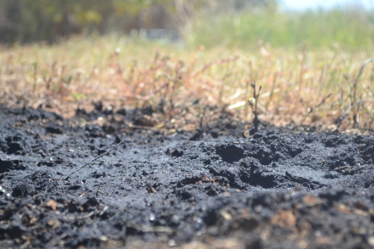 Creating Life In Your Soil With Fermentation - Sustainable Energy Group