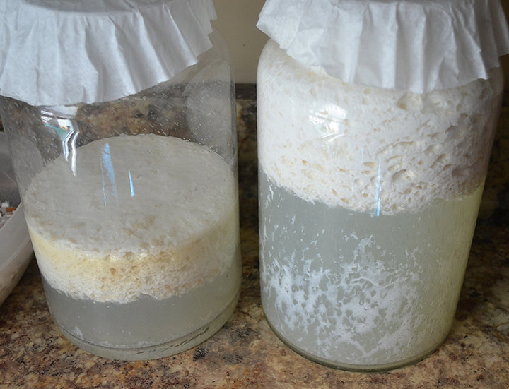 Creating Life In Your Soil With Fermentation - Sustainable Energy Group